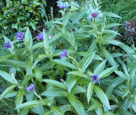 Cornflower Mountain Bluet Seeds - Centaurea Montana